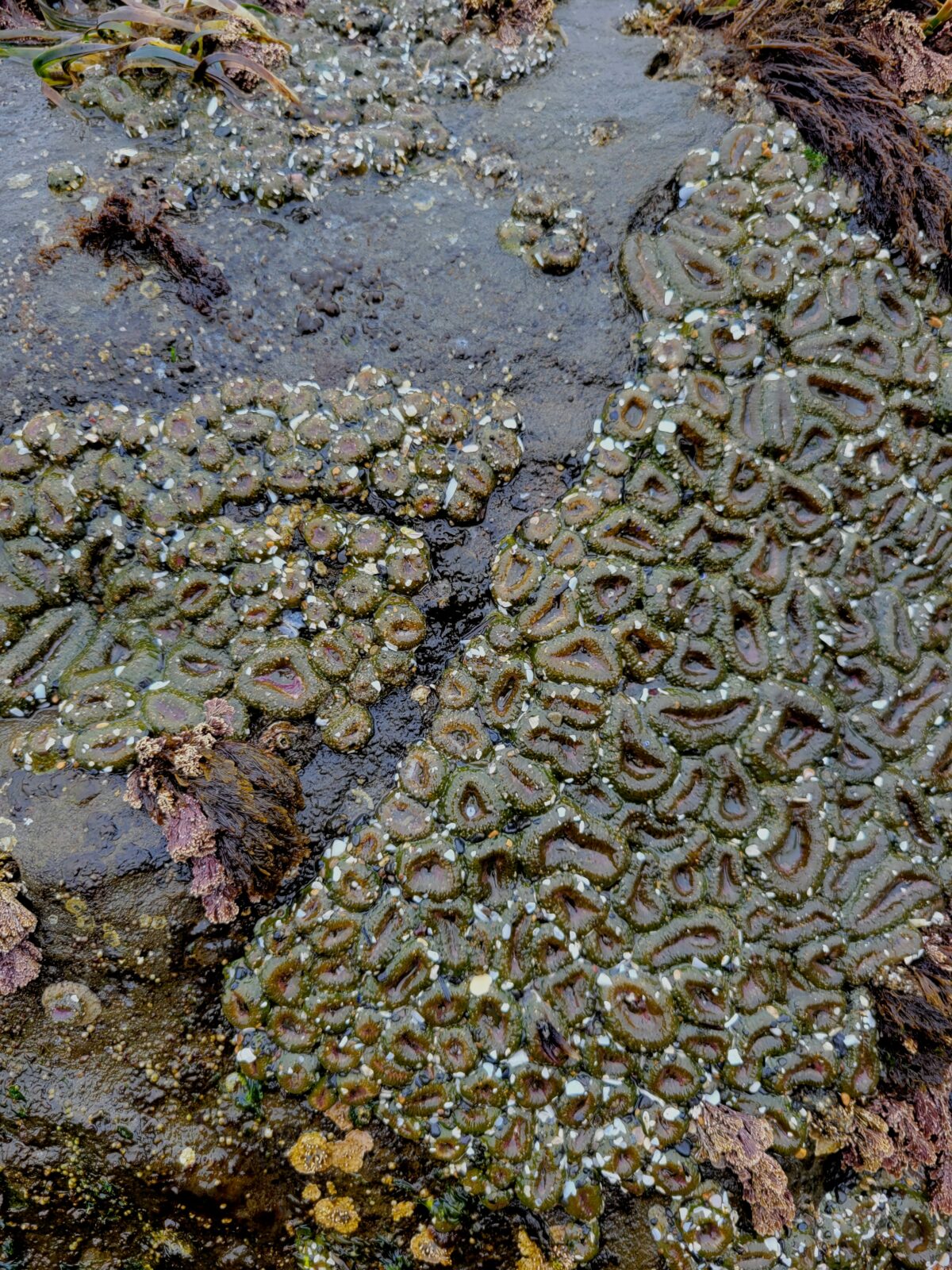 Everything You Need to Know About Tide Pooling on the Oregon Coast ...