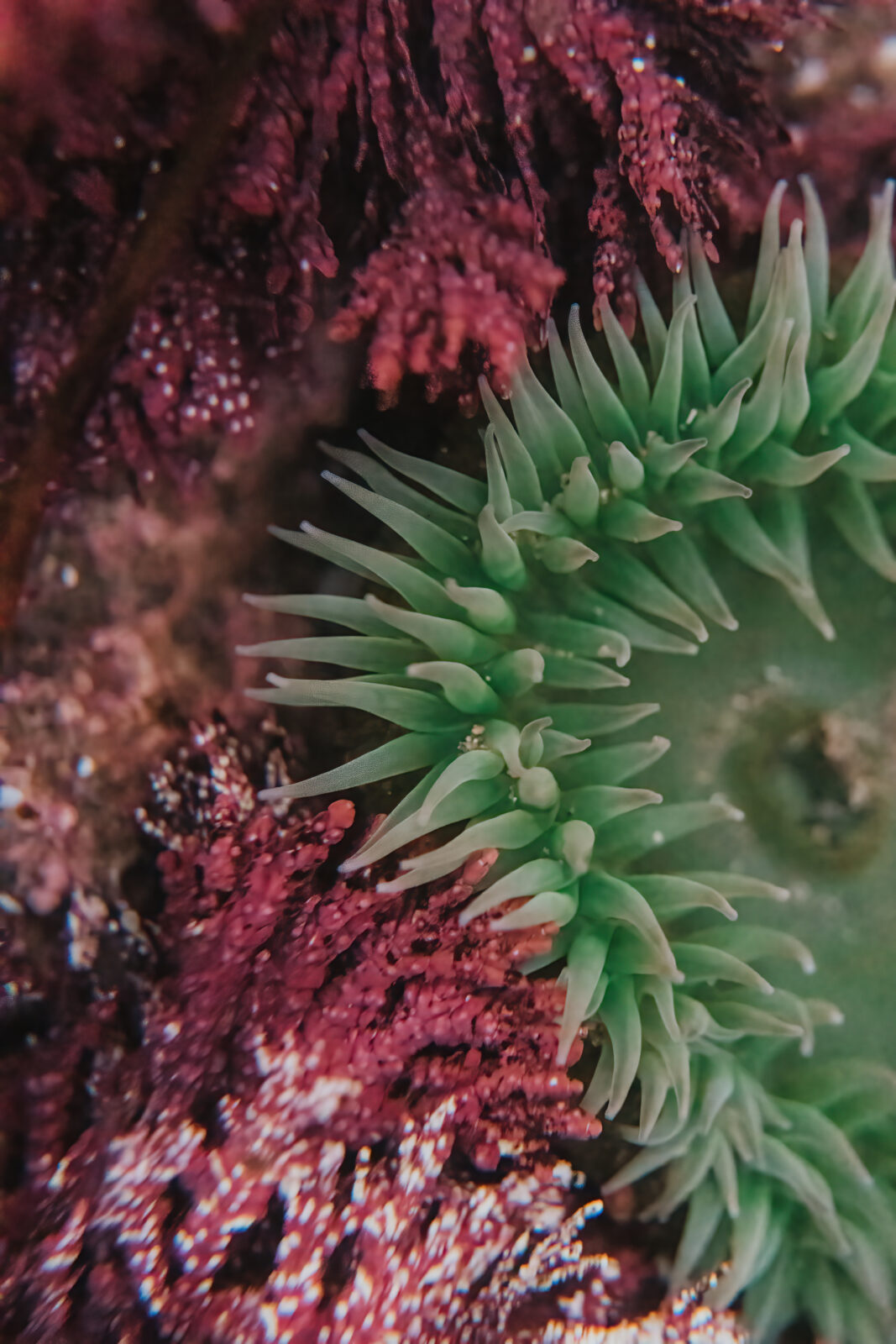 Everything You Need to Know About Tide Pooling on the Oregon Coast ...