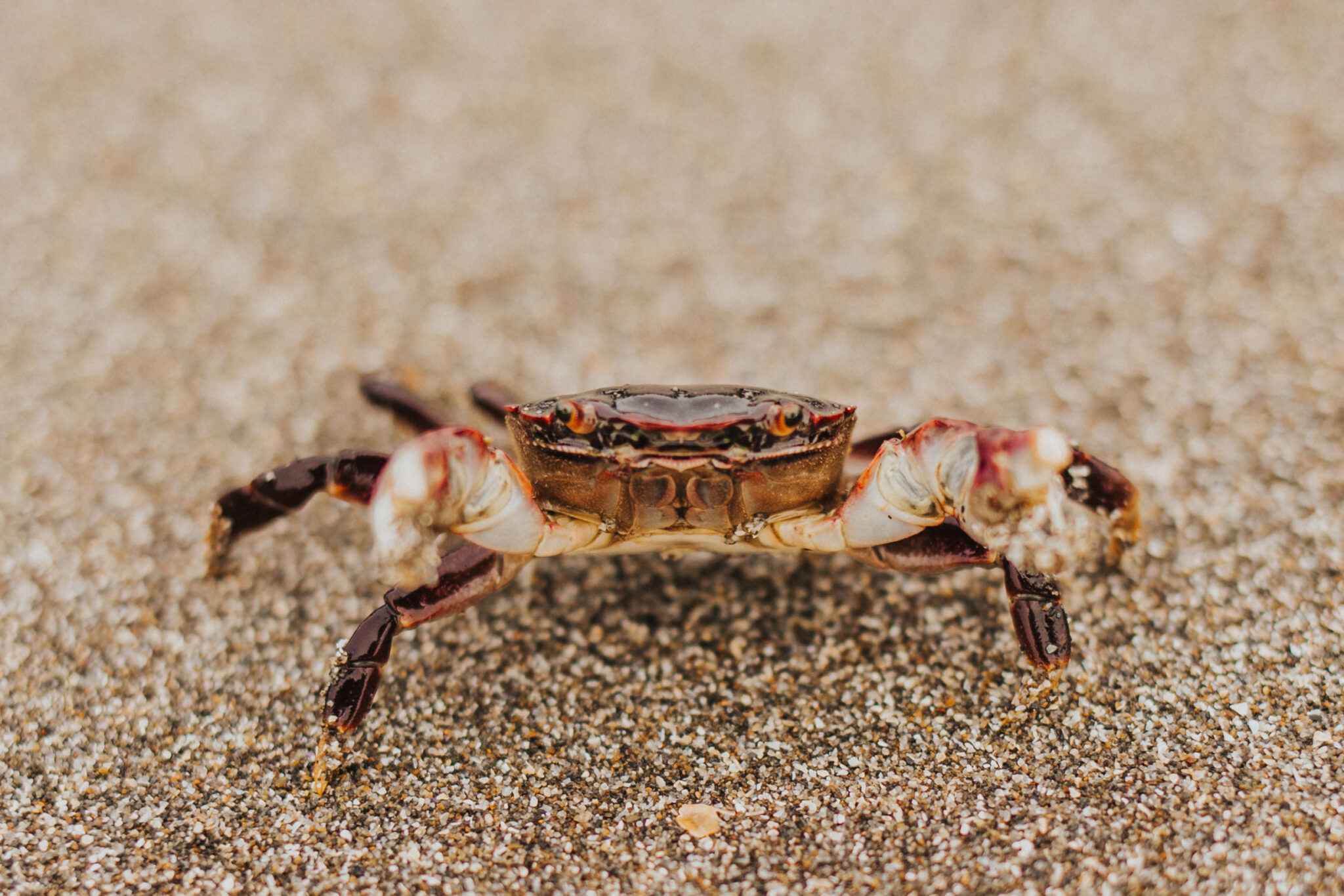 Everything You Need to Know About Tide Pooling on the Oregon Coast ...