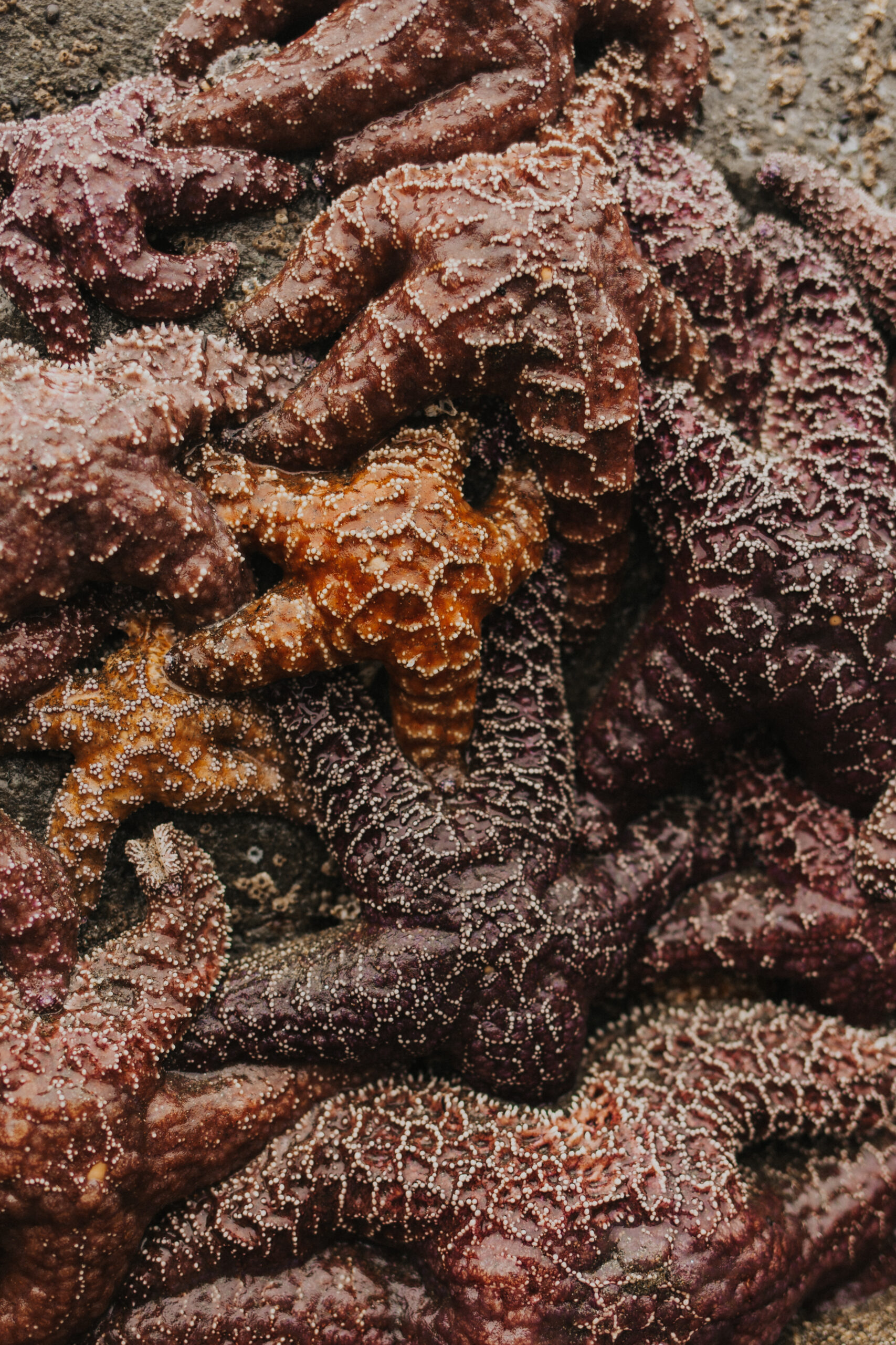 Everything You Need to Know About Tide Pooling on the Oregon Coast ...