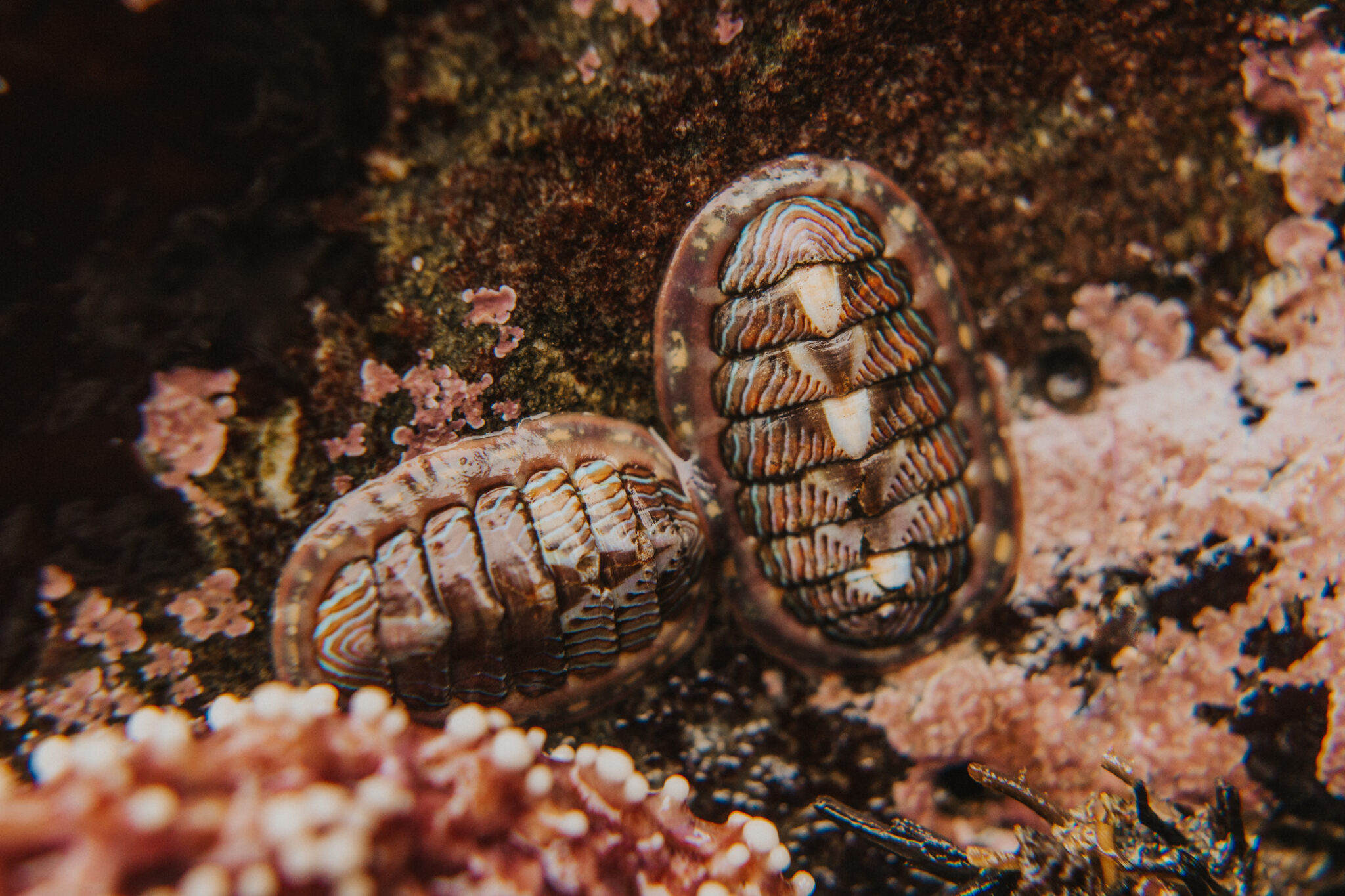 Everything You Need to Know About Tide Pooling on the Oregon Coast ...