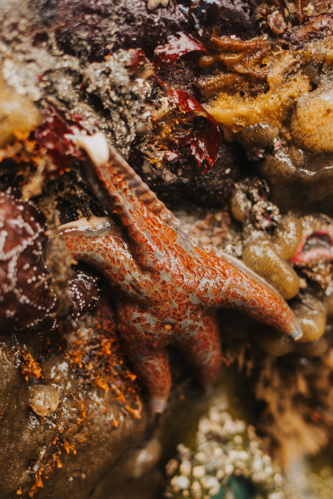 Everything You Need to Know About Tide Pooling on the Oregon Coast ...